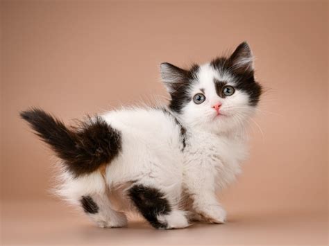 Teacup Cats Some New Additions To Our Goc Kittens