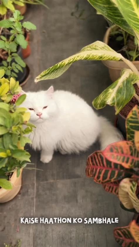 Pyaari Indian Cat Breeds
