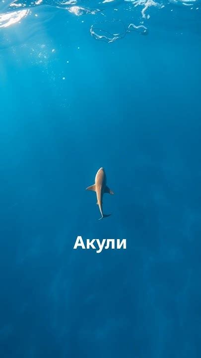 Акули Youtube