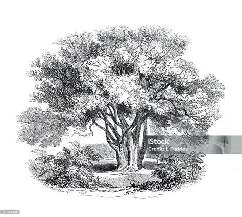 글래스톤베리의 고대 오래 된 나무 빈티지 경치 좋은 오래 된 나무입니다 글래스톤베리 가시의 나무 조경된 풍경 손으로 그린 새겨진 빈티지 그림입니다 올드 잉글랜드 빈티지 도시