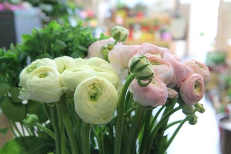 [라넌큘러스 키우기]수원꽃집 꽃다비 네이버 블로그