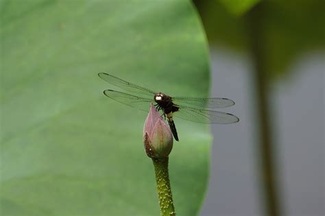 곤충 잠자리 확대 Pixabay의 무료 사진 Pixabay