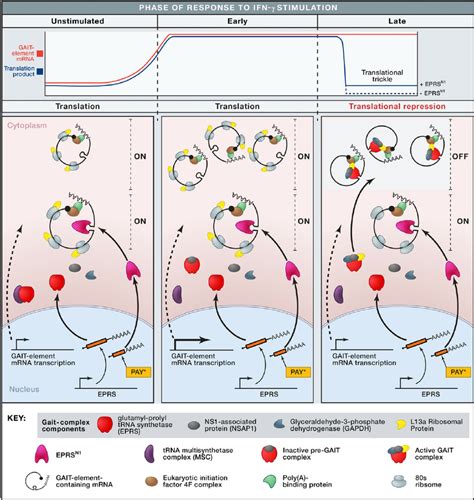 Phases Of Response To Ifn G Stimulation Resting Macrophages