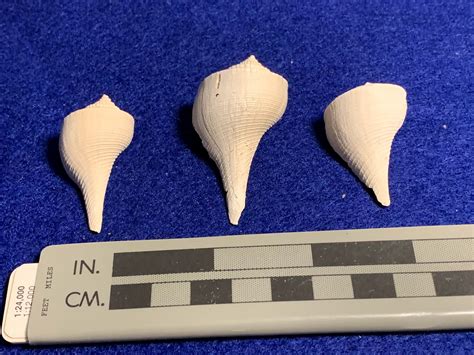 Gastropod Identification 2 Fossil Id The Fossil Forum