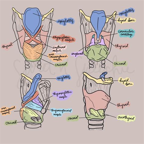 Larynx Anatomy Features Etsy