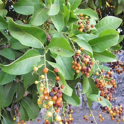 Árboles Roble Amarillo