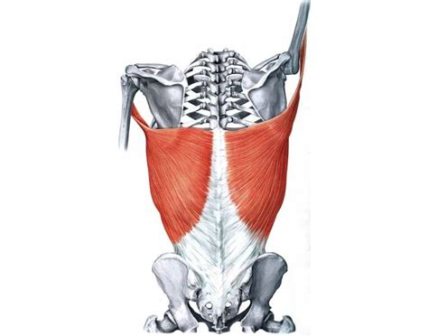 Latissimus Dorsi Origin And Insertion Test Next Class Due Flashcards