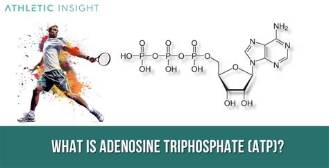 Adenosine Triphosphate Atp Definition How It Works And Importance