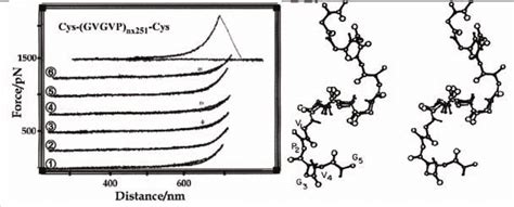 Elements For Understanding The Nature Of Elasticity Of The Basic Download Scientific Diagram