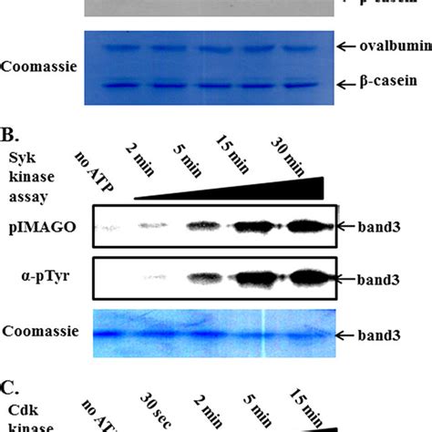 In Vitro Phosphatase And Kinase Assays Using Pimago A Two