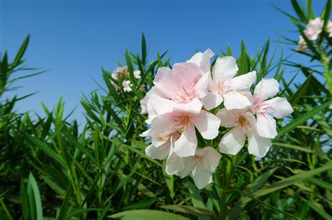400 000 Free Oleander Flower And Oleander Images Pixabay