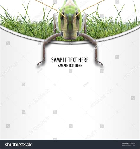 Real Grasshopper Over 12 Royalty Free Licensable Stock Illustrations