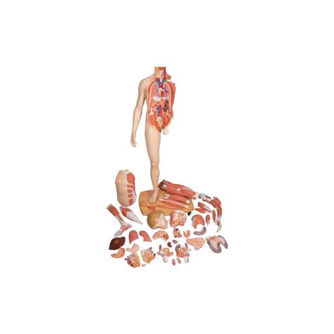 3b Scientific Dual Sex 39 Part Human Body With Muscles On A Base Medi Shopgr