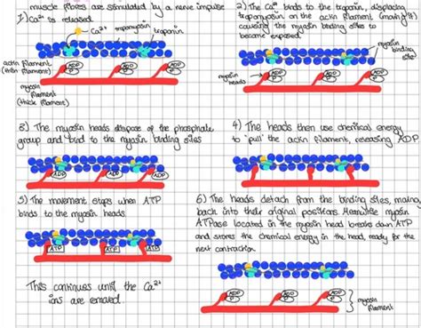 Lecture 6 Flashcards Quizlet