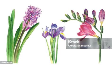 히 아 신 스 Freesia와 흰색 바탕에 홍 채의 식물 수채화 그림 웹 디자인 다 원 기록 법 이나 섬유 꽃에 사용 될 수 있습니다 프리지어에 대한 스톡 벡터 아트 및