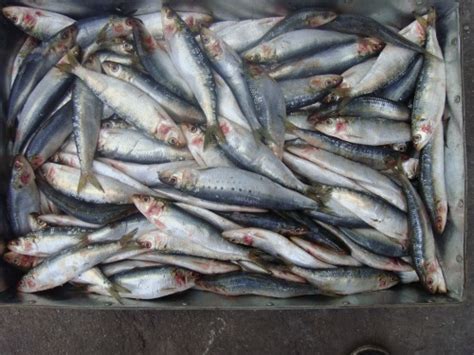 냉동 된 신선한 태평양 정어리 빛 지갑에 의해 물고기 의 고품질 냉동 된 신선한 태평양 정어리 빛 지갑에 의해 물고기