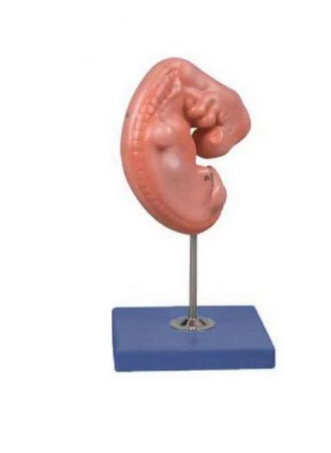 Dt Education Embryo Model Medical Training Equipment At ₹ 25000 Piece In Bidhan Nagar
