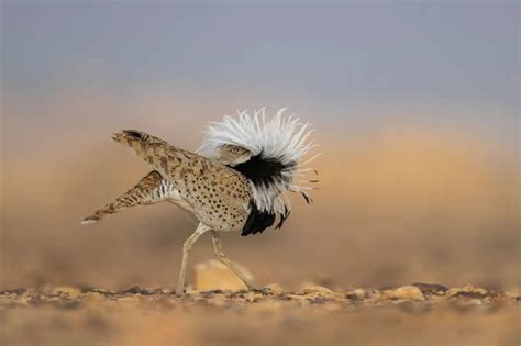 30 Remarkable Award Winning Photos From The 2025 Bird Photographer Of