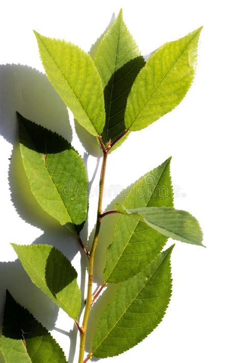 Branch Of A Tree With Green Leaves Isolated On White Background Stock