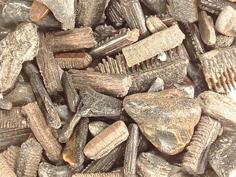 Stingray Tooth Whataearth