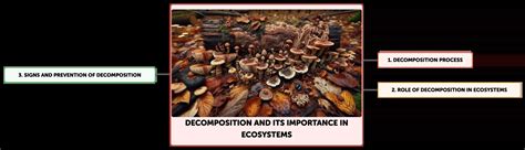 Decomposition And Its Importance In Ecosystems Algor Cards