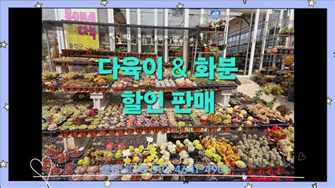 다육이 And 화분 할인 판매 Youtube
