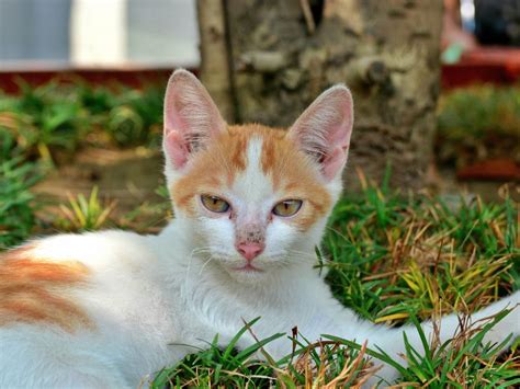 Aegean Cat Breed Guide Origin Traits Personality And Care Tips
