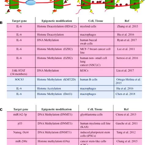 A Dna Methylation And Histone Modifications Are Involved In Download Scientific Diagram