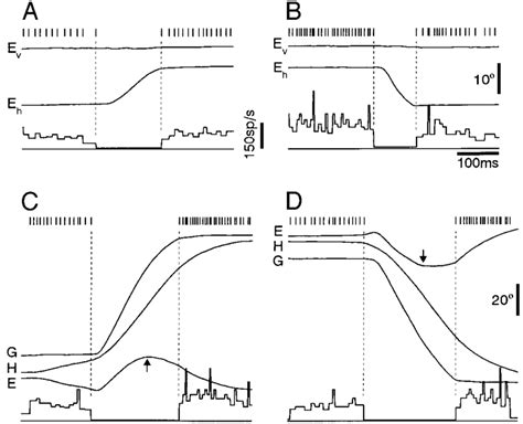 Saccade Related Pauses In Activity Of 1 Representative Omnipause Neuron