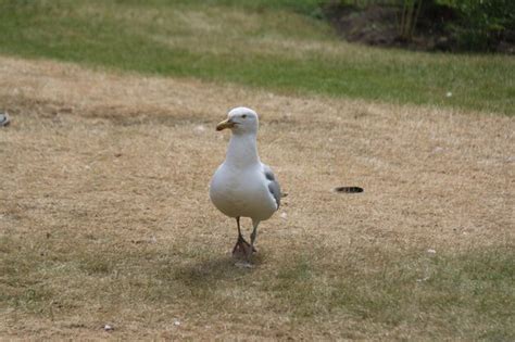 Premium Photo Seagull Perching On A Field