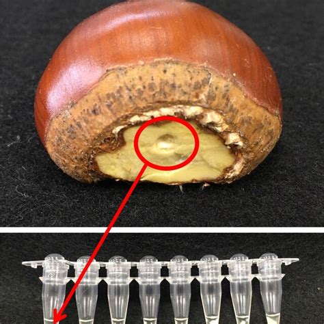 Simple Rapid Dna Extraction Method From Nuts Harvested From The Download Scientific Diagram
