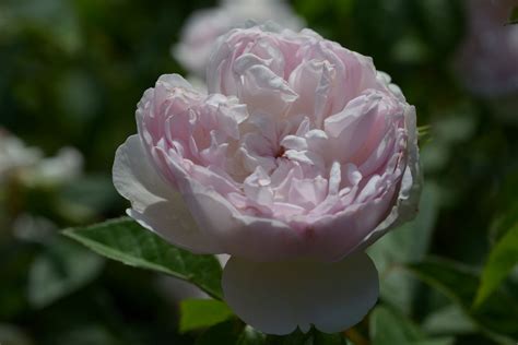 Silas Marner ® | Rose, rosa, 110 cm x 135 cm (David Austin, 2020 ...