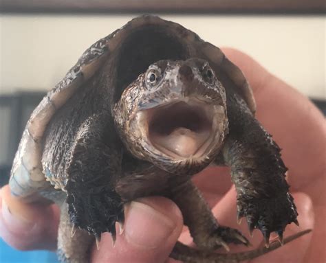 My Little Snapping Turtle Has Finally Started Snapping R Turtle