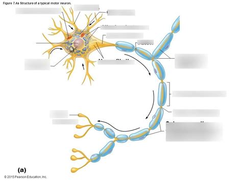 Anatomy Nervous System Review Guide Diagram Quizlet
