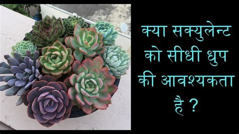 Kya Succulents Ko Seedhee Dhoop Dena Zaroori Hai Youtube