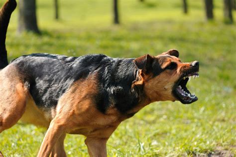 Aggression Toward Familiar People in Dogs - Symptoms, Causes, Diagnosis, Treatment, Recovery ...