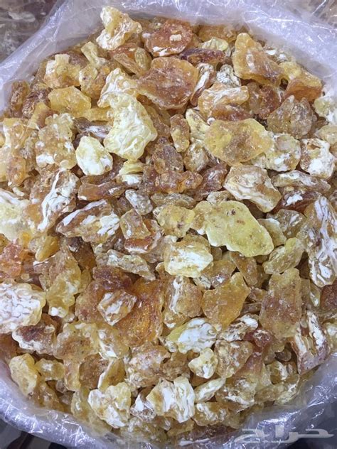 لبان لامي و لبان عماني موقع حراج