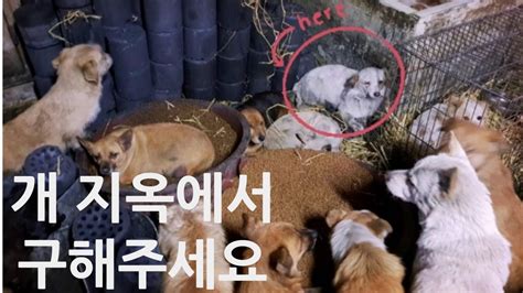 개 지옥이라 불리던 애린원에서 태어나 자란 청아 Youtube