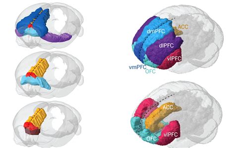 Medial Prefrontal Cortex