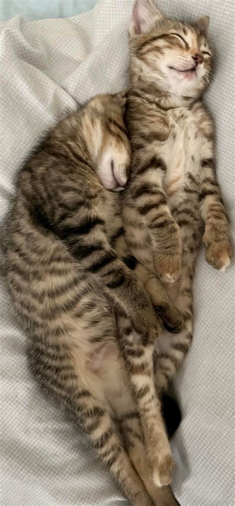 She Loves To Sleep On Her Big Brother Rbondedpairs