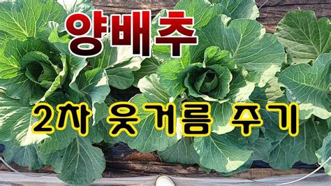 텃밭농부 1064 양배추 2차 웃거름 주기 양배추재배 Youtube