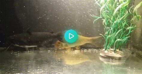Gulper Catfish Eating Big Fish Album On Imgur