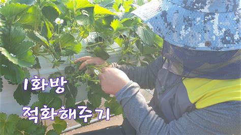 [딸기] 1화방 적화 Youtube