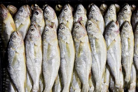 조기 굴비 효능과 부작용 그리고 차이점 알아보기