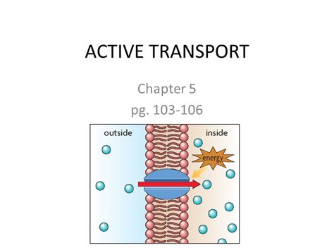 Solute Solvent Active Transport