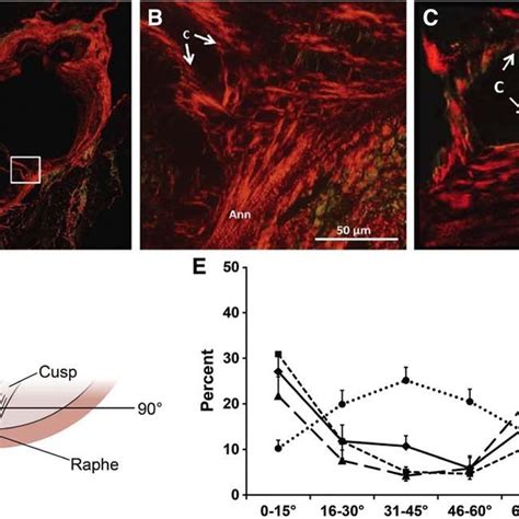 Orientation Of Collagen Fibers At The Base Of The Aortic Valve With Download Scientific