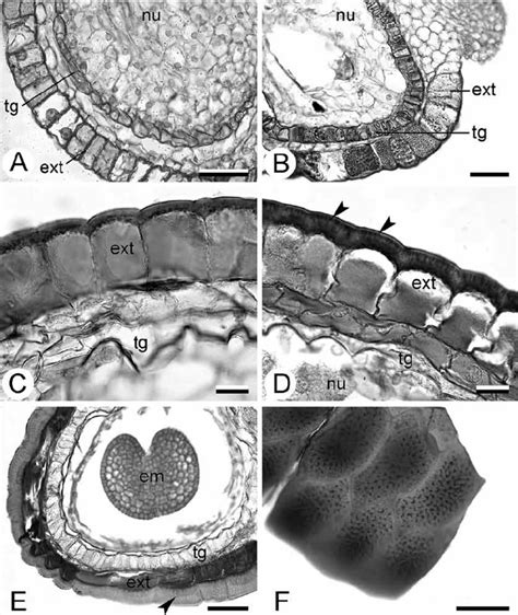 T Paniculatum Seed Coat Development A E Transverse Sections F