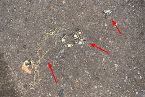 La Trama Detr S Del Horror En Vicente L Pez Un Auto Sospechoso Un Vecino Alerta Y Un Amigo Que