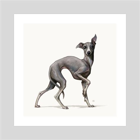 Italian Greyhound An Art Print By Jonathan Wesslund Inprnt