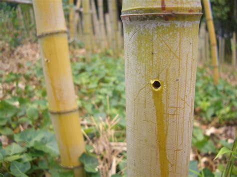 竹を枯らす方法、最終はコレ 古民家ライフスタイル 楽天ブログ 竹を枯らす方法、最終はコレ 古民家ライフスタイル 楽天ブログ